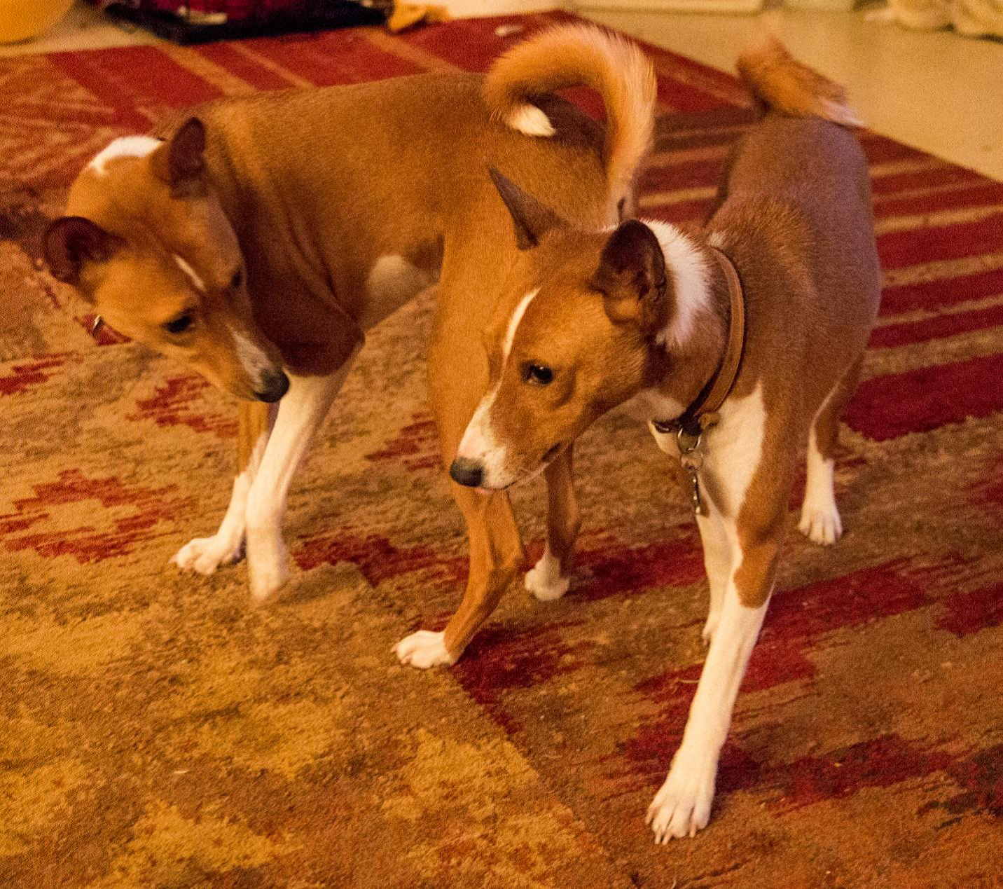 Basenji Rescue and Transport Blog: Basenjis as a Pack
