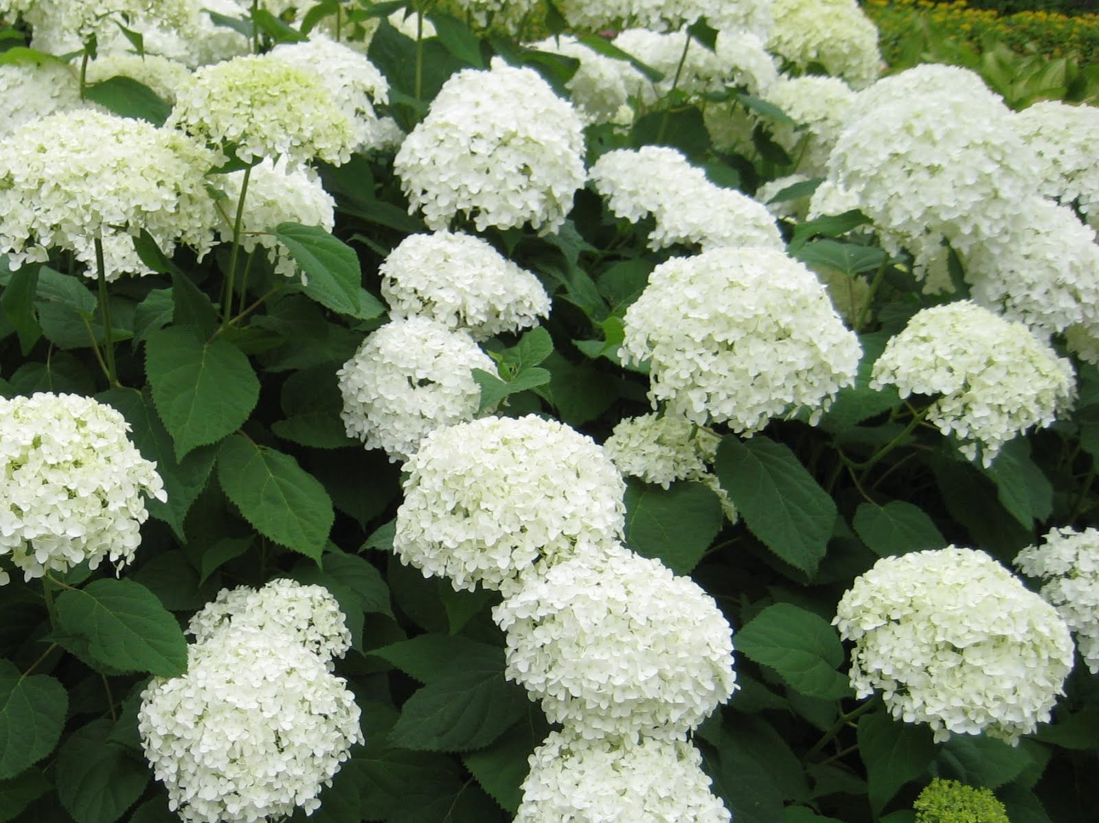Day's View: Photo #194/365: Snowballs in Summer