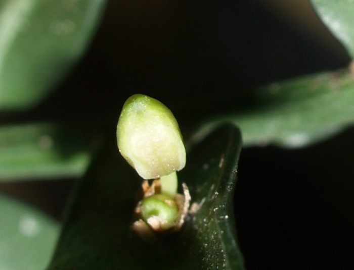 EL RUSCO (Ruscus aculeatus) Características, cuidados y cosas curiosas.