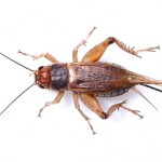 kancanedewe: Gryllus sp ( jangkrik )