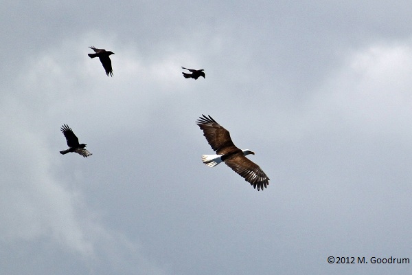 Shutterbug Generations: Bald Eagle Flying Lessons - Day 130