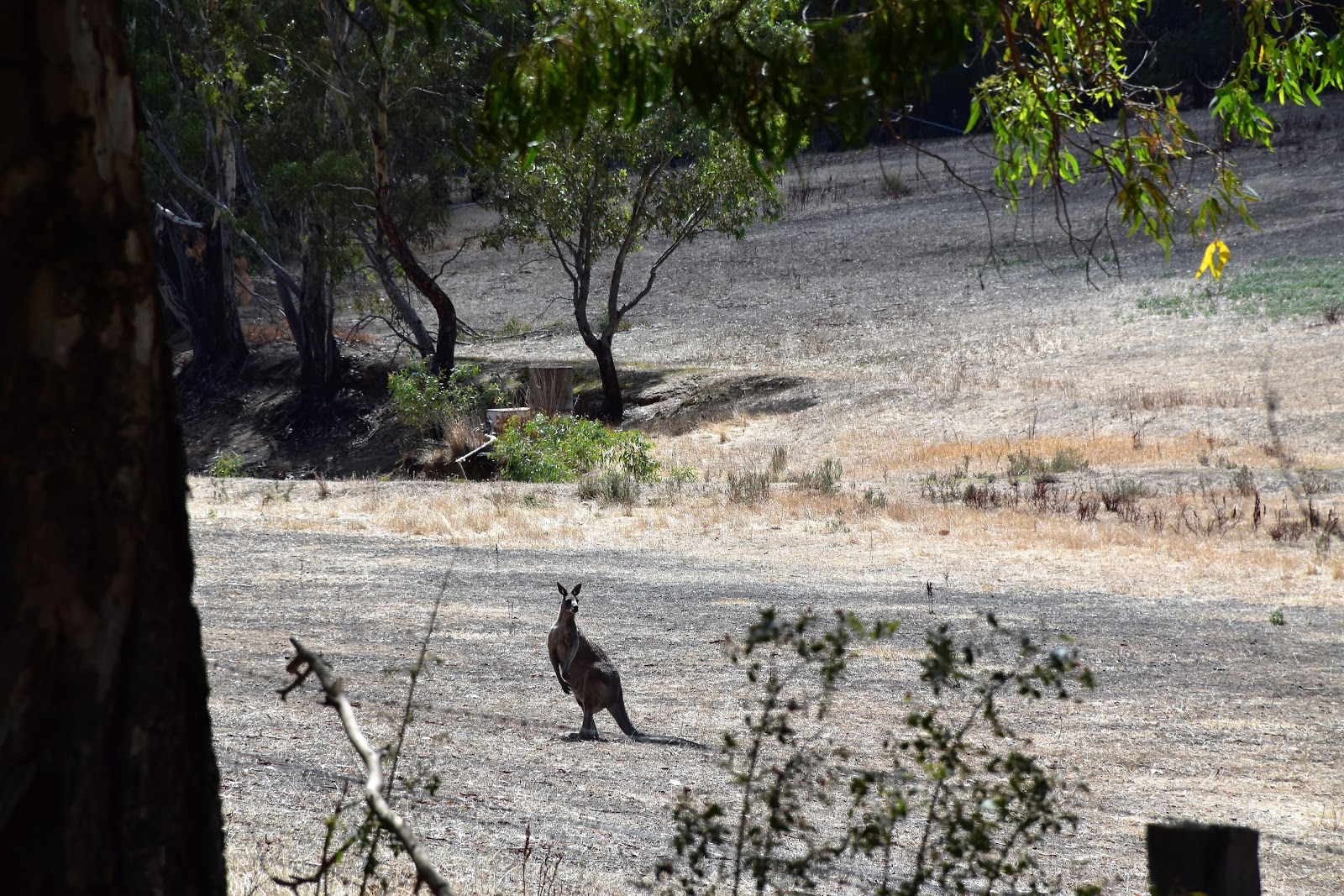 Goin' Feral One Day At A Time: Mandurang Walk, Greater Bendigo National ...