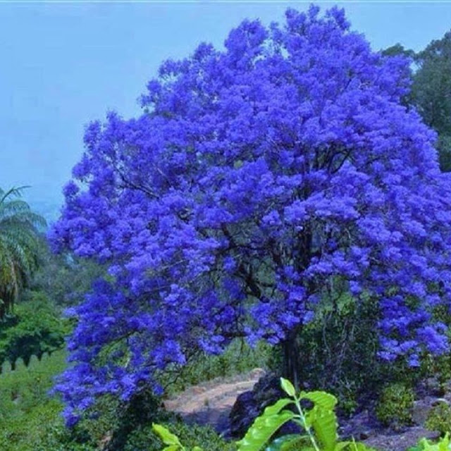 Jacarandá - Jacaranda mimosifolia, D. Don