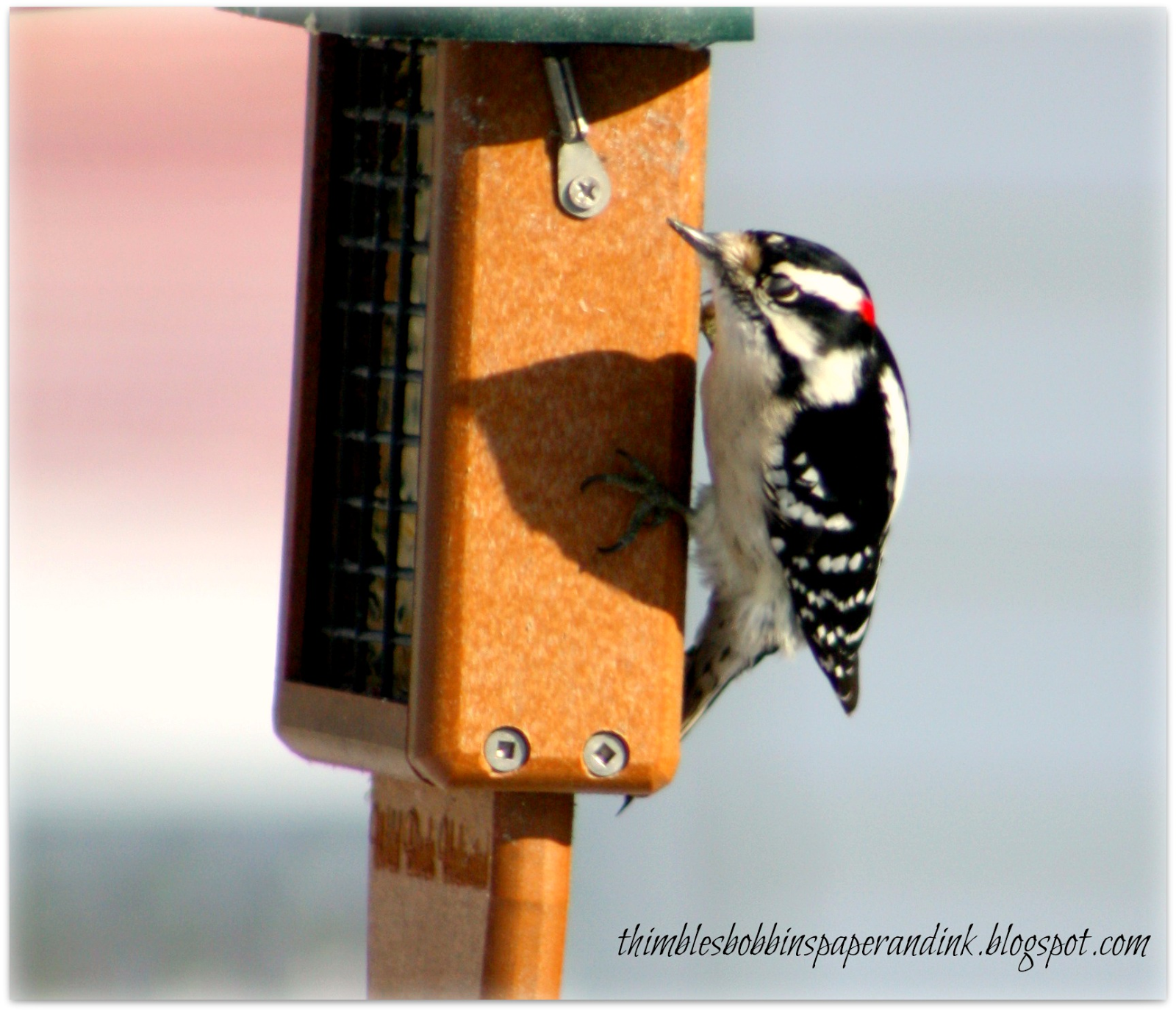 Thimbles, Bobbins, Paper and Ink: Homemade Bird Suet