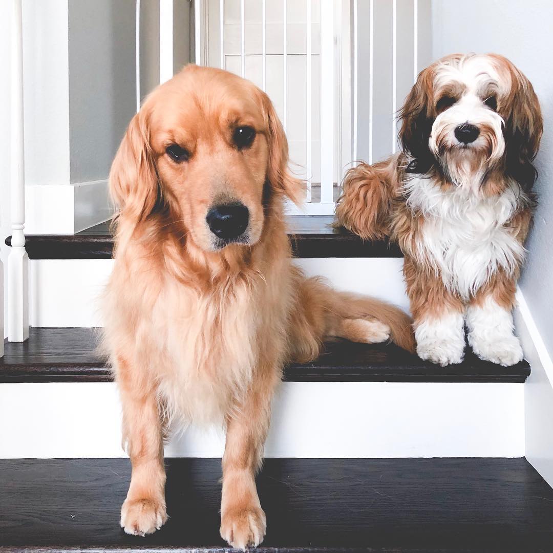 Bibi Leitura : Morreu Boo, “o cão mais fofo do mundo”