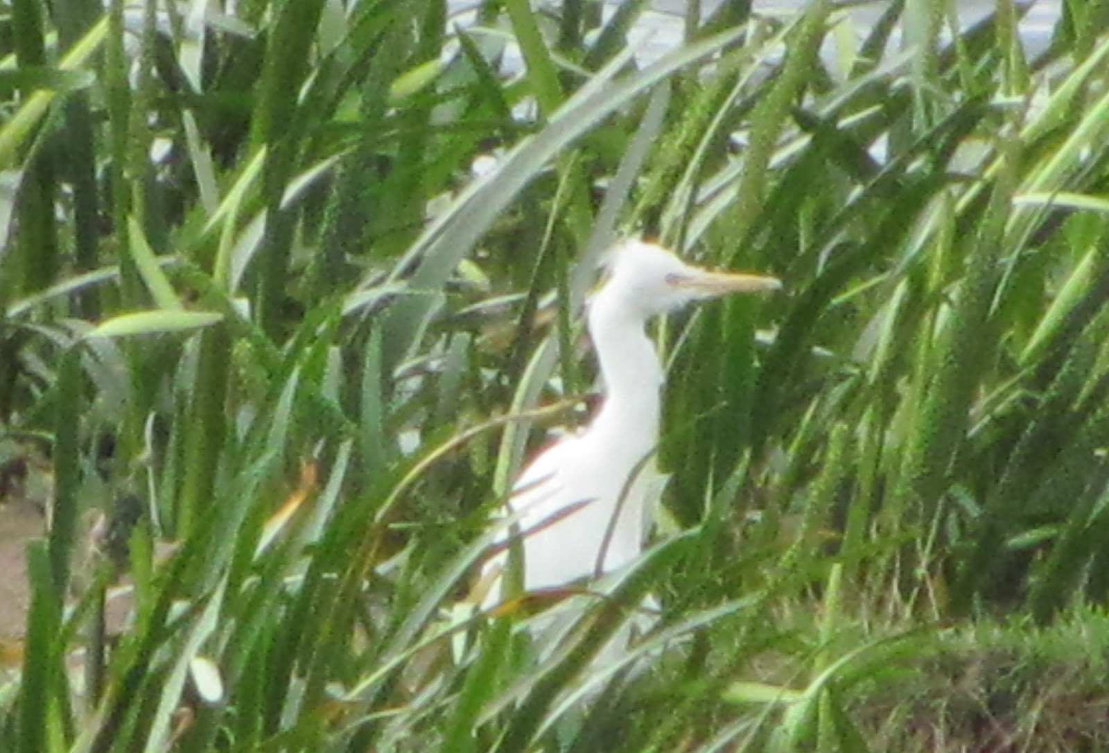 Barwon Blog: Barwon River Bird Photos - updated 21.2.15