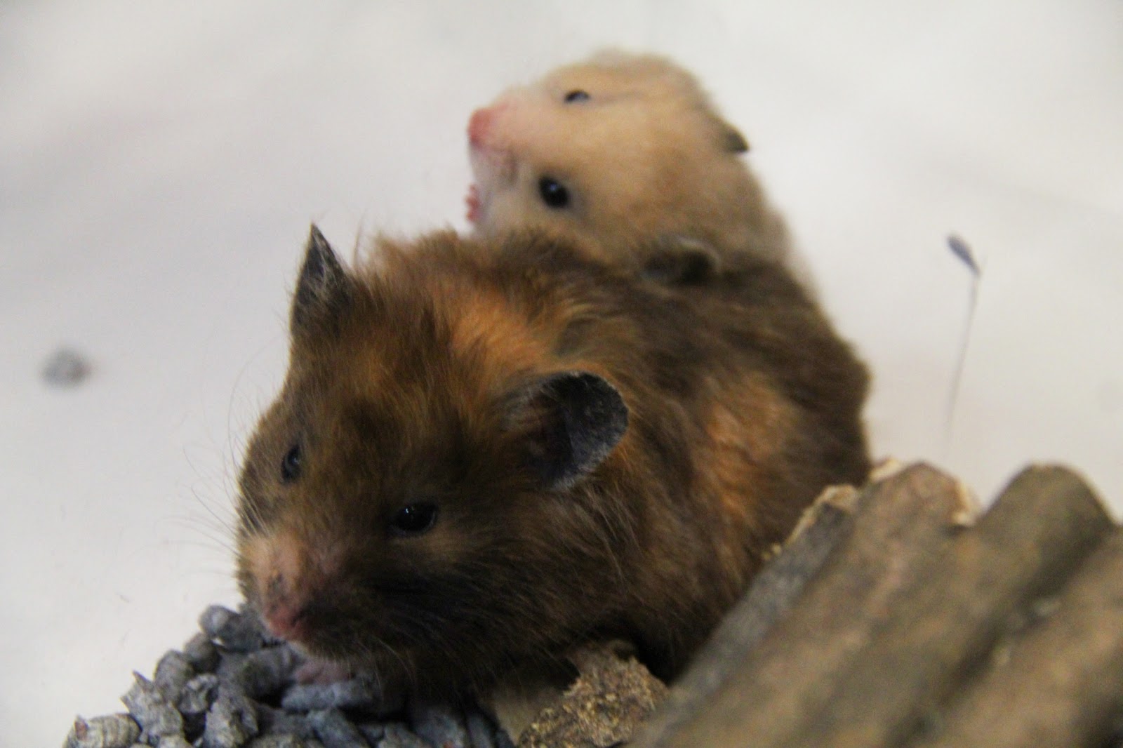 Natural PawPals: Cherimoya the Calico (aka Tortoiseshell Banded) Syrian ...