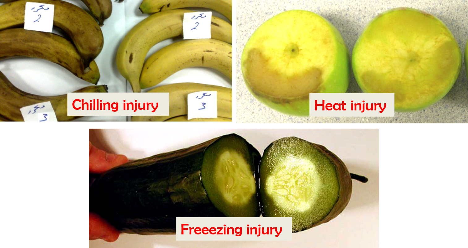 Tiny Note: Penanganan Hasil Panen