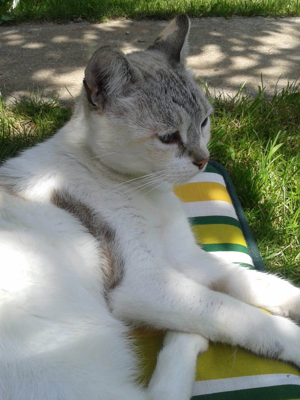 LA NATURA QUE ENS ENVOLTA: EL SILUR