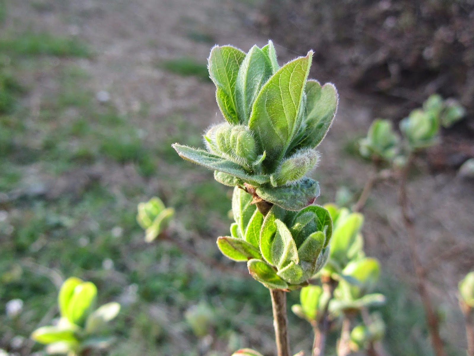 How to grow Mayberry or Sweetberry Honeysuckle (Lonicera kamtschatica ...