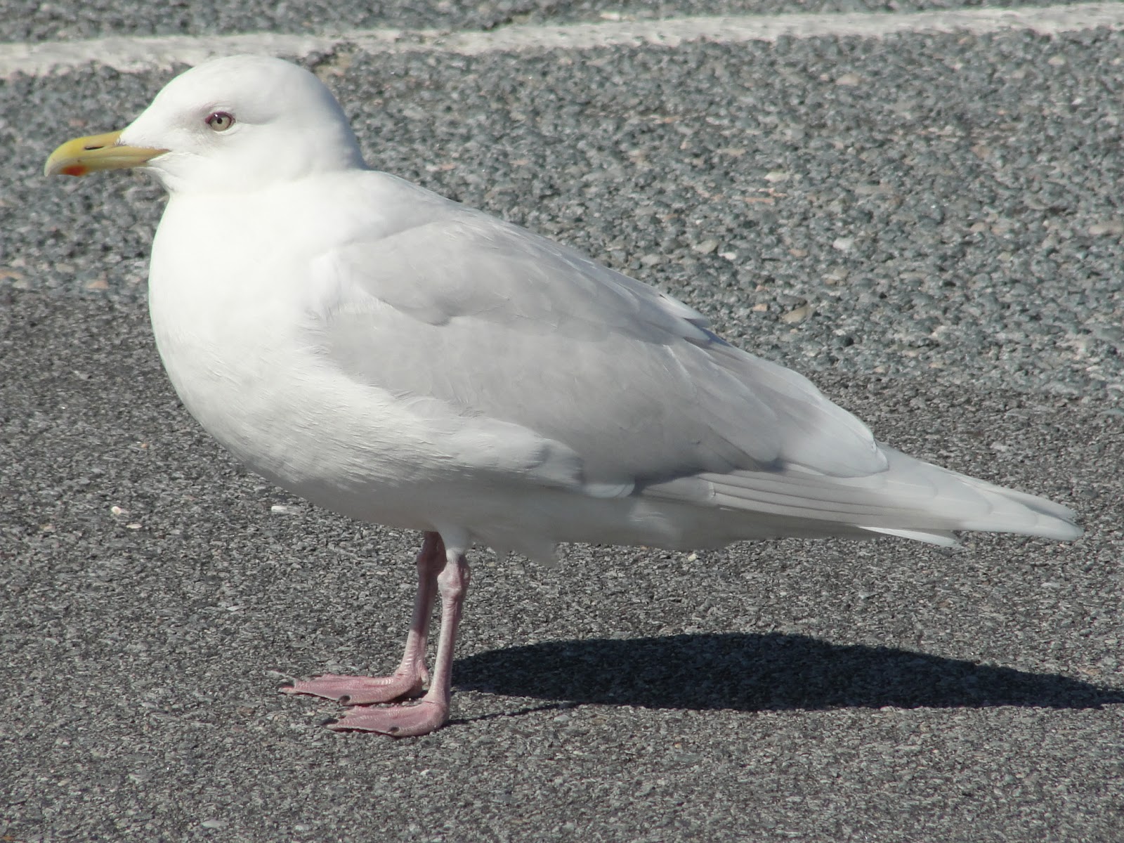 Cape Cod Art and Nature