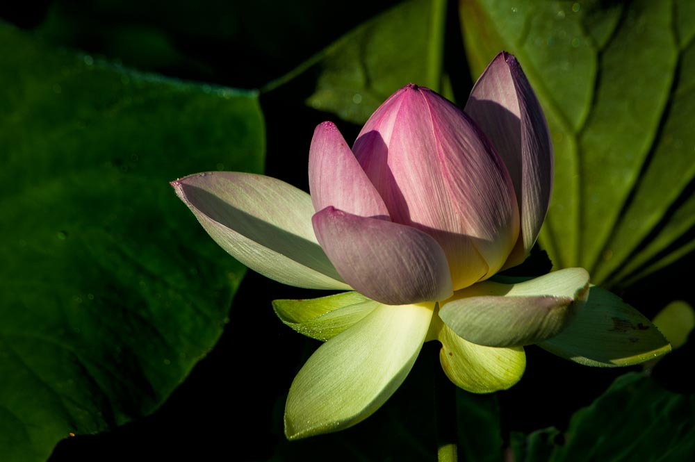 Images Of Wild Life - www.imagesofwildlife.com: Early Lotus for this season