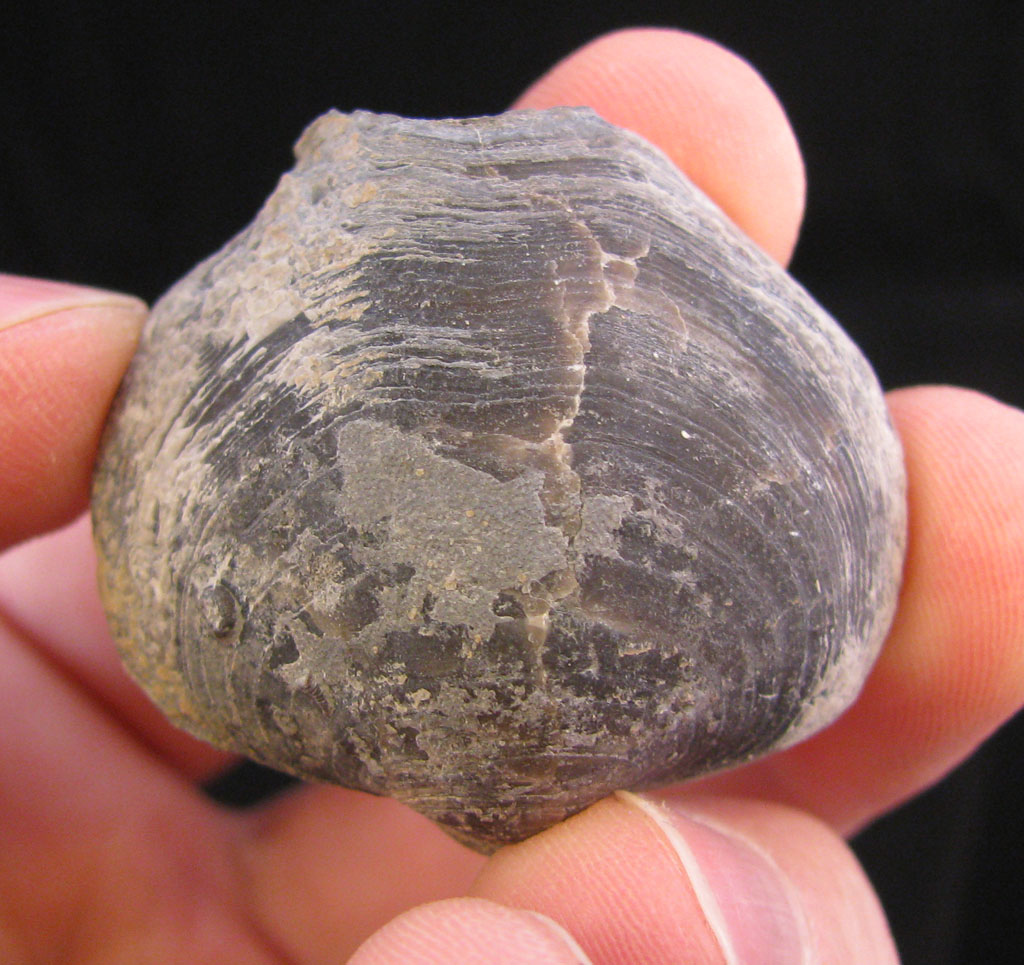 Views of the Mahantango: Athyris spiriferoides brachiopod from the ...