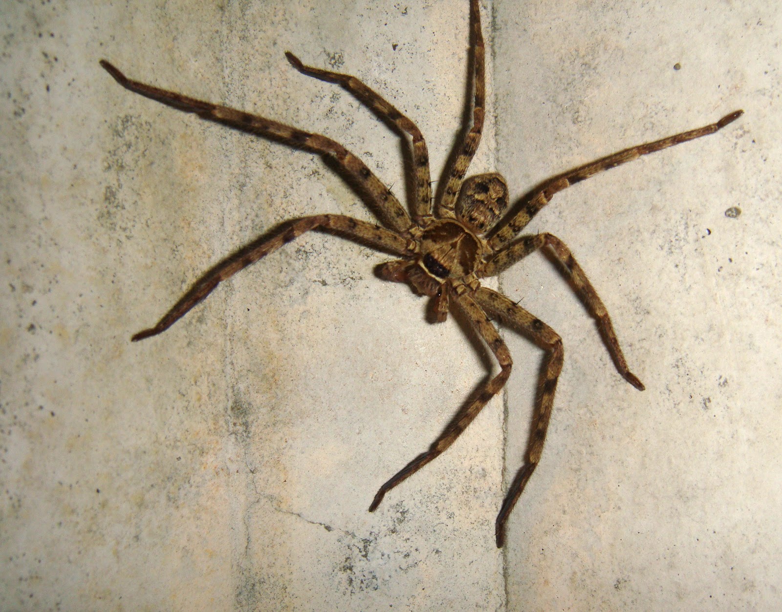 Supersupergirl's creature world: Spider with skull face on da sternam ...