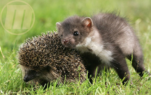 Haiwan Exotic Yang Comel | Mignon World