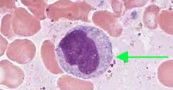 Células Sanguíneas: Promonocito