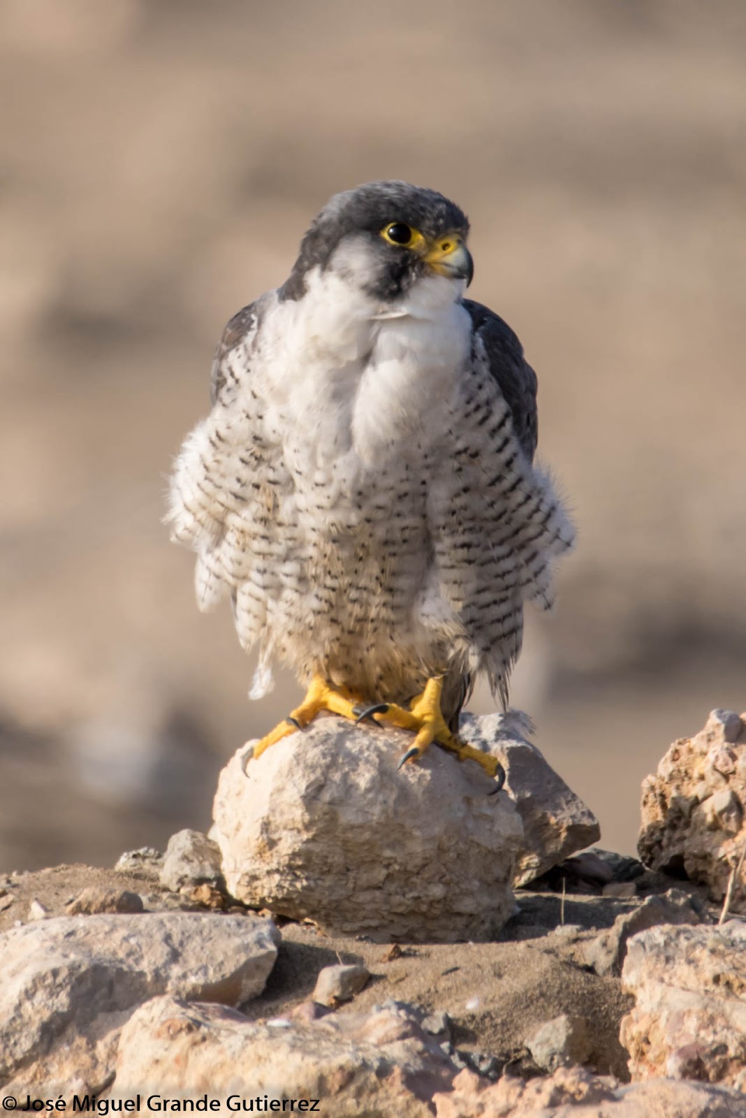 AVECEDARIO2016-UN MUNDO MARAVILLOSO: Falco peregrinus calidus-Falcón ...