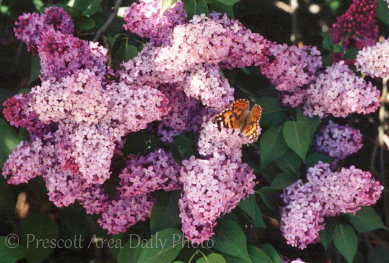 Prescott Area Daily Photo