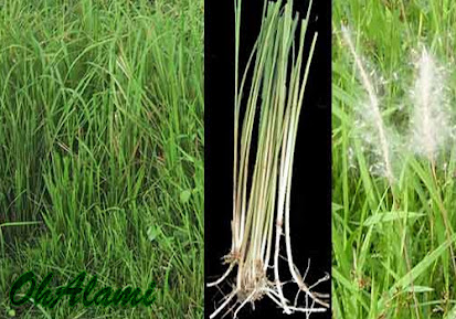 Mengenal Manfaat (Khasiat) dari Tumbuhan Alang-Alang Untuk Kesehatan