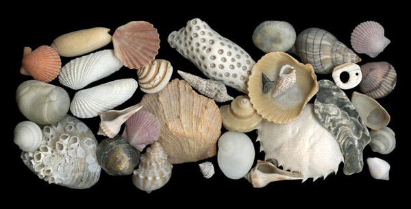 Everything Coastal: Not to be Missed - Josie Iselin and "Dr. Beachcomb ...