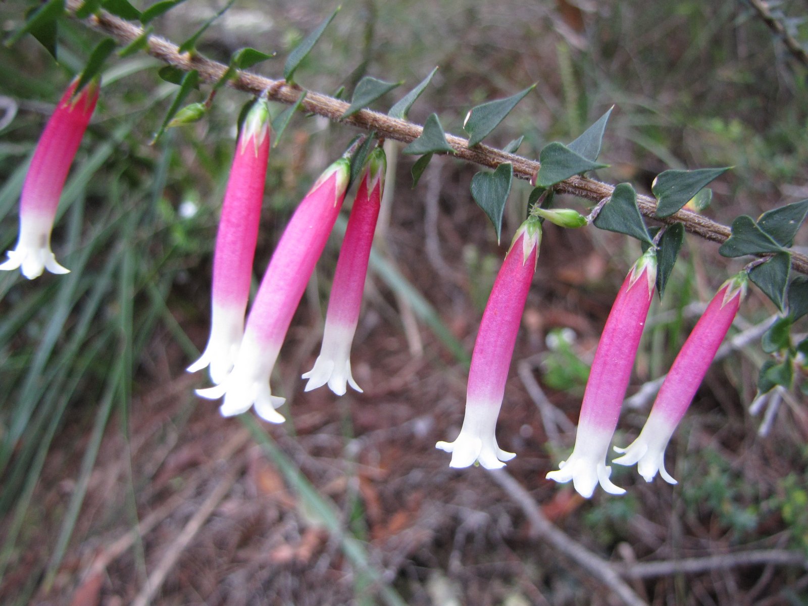 Sydney's Wildflowers and Native Plants: Epacris longiflora - Fuchsia Heath.