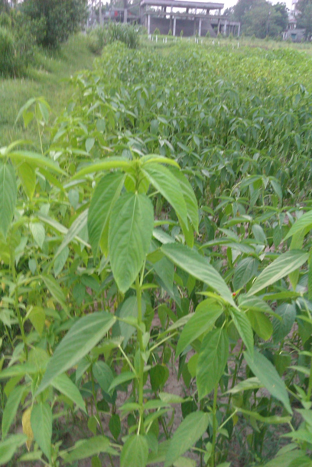 FIELD CROPS OF BANGLADESH: Fibre Crops