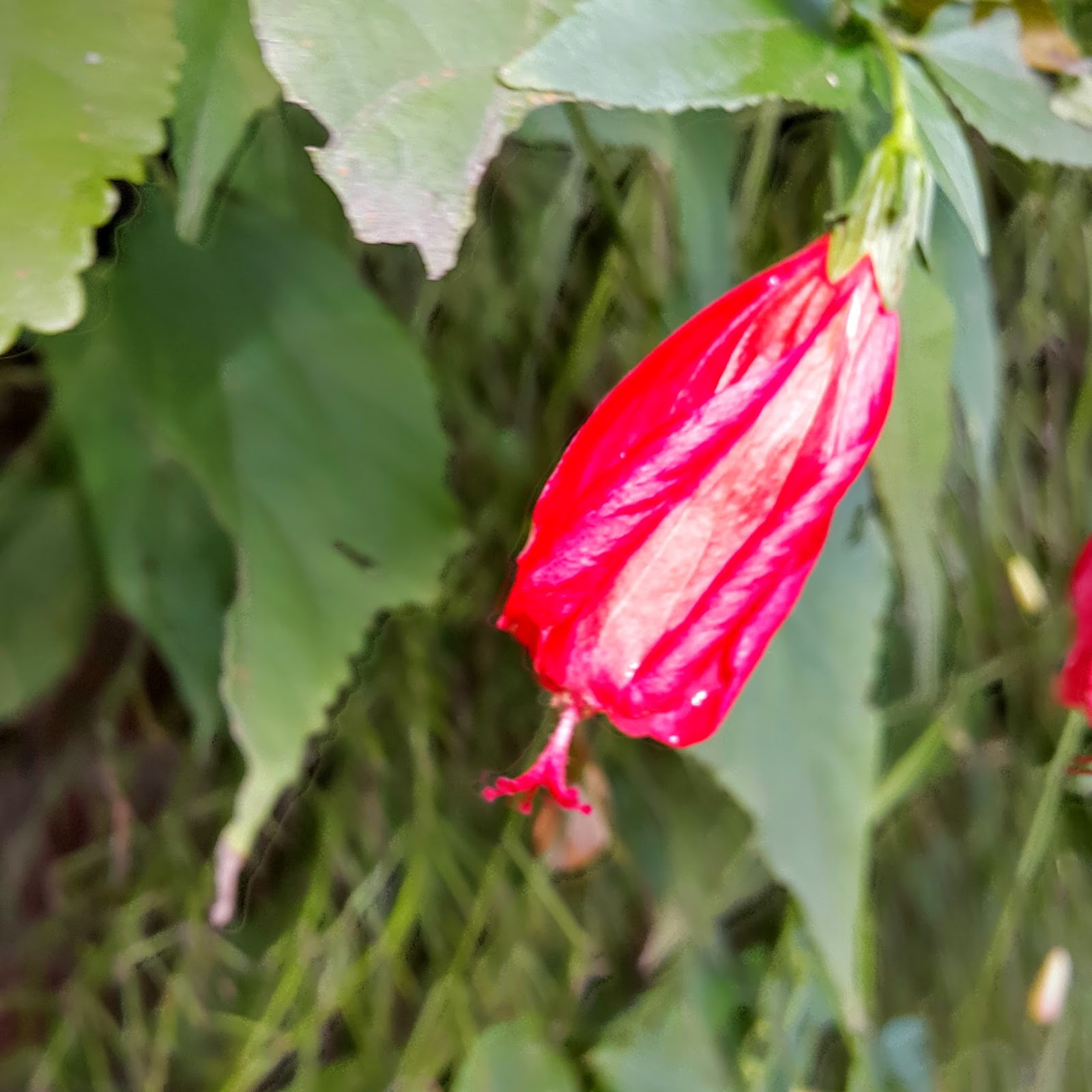 "Verdade//aspas" : 👪 Malvaceae (Malvaviscus arboreus)