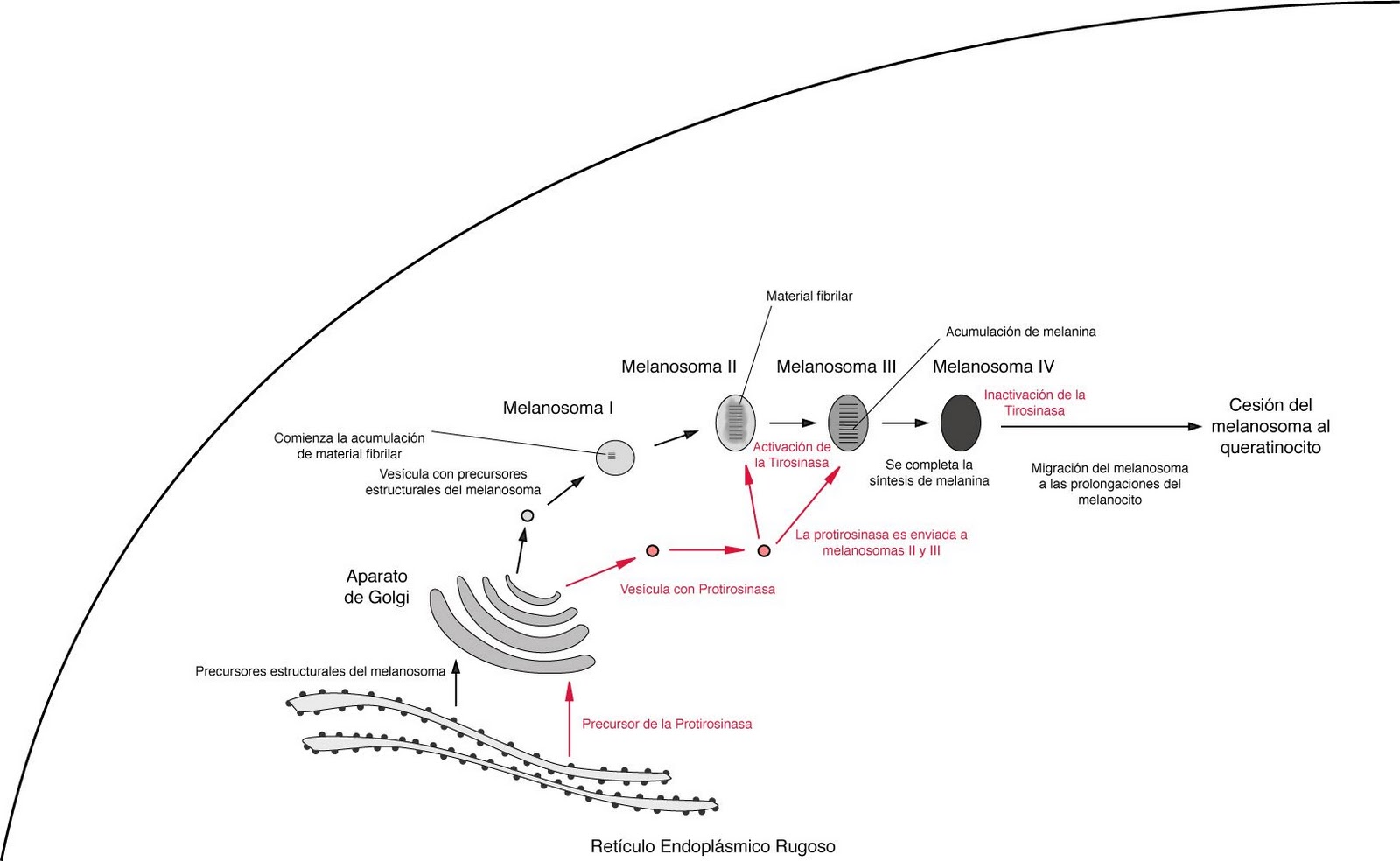 el moderno prometeo: Melanogénesis: fabricación de melanina y ...