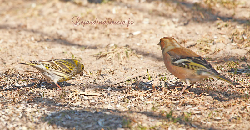 Serins cini ( Serinus serinus) , de nouveaux visiteurs au jardin