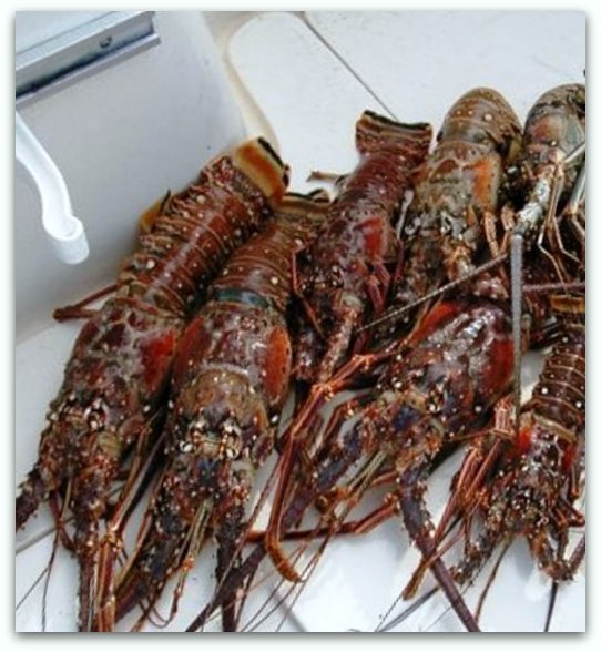 If you are convinced of their freshness, frozen raw crayfish is also fine.