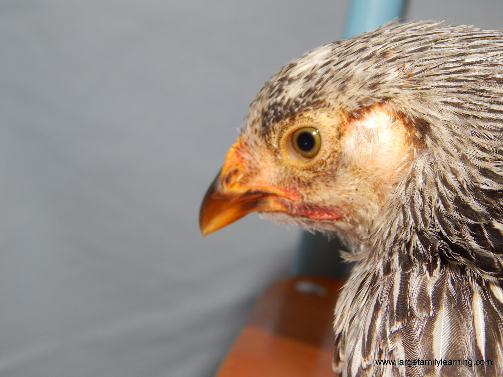 Large Family Learning : Raising Chickens: 6 Weeks Old