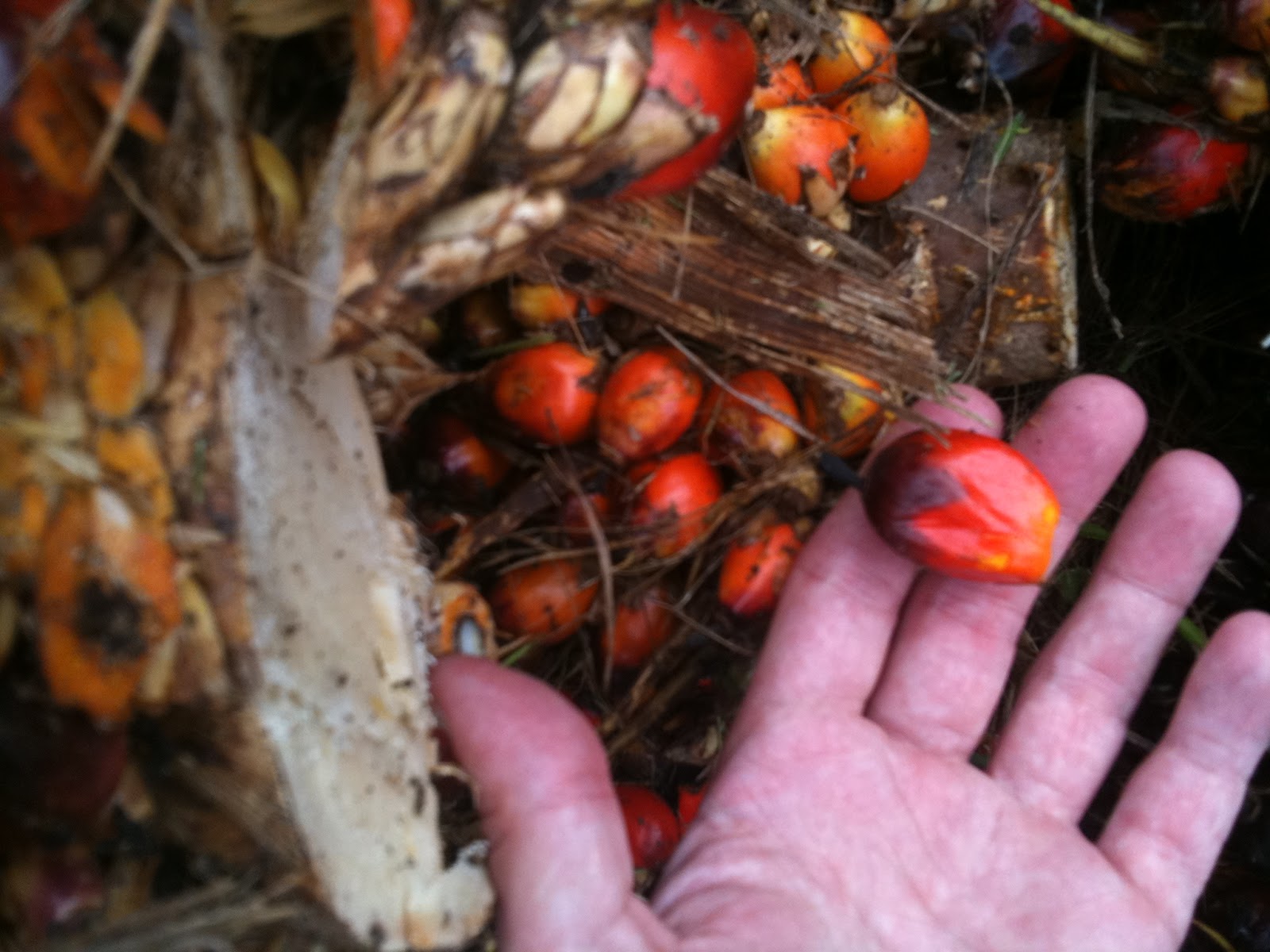 Farms Forests Foods: Red Palm Oil: Biodiesel, Food, and Orangutans