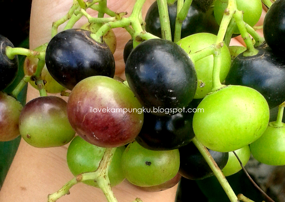 i love kampungku: Buah Lakum itu gatal!!!!