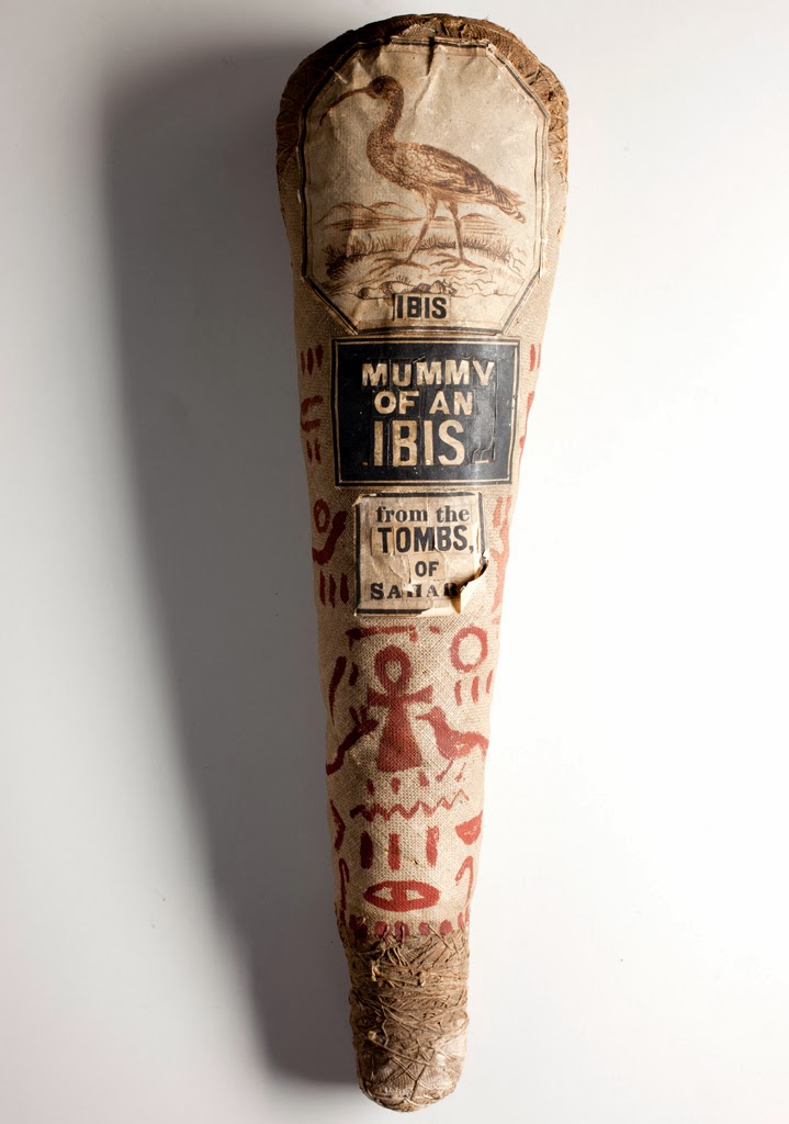 Perth Museum and Art Gallery: Mummified Ibis