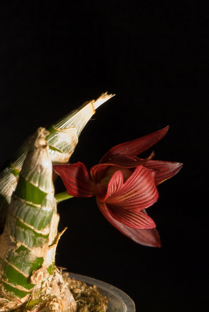 Mormodes sinuata care and culture | Travaldo's blog