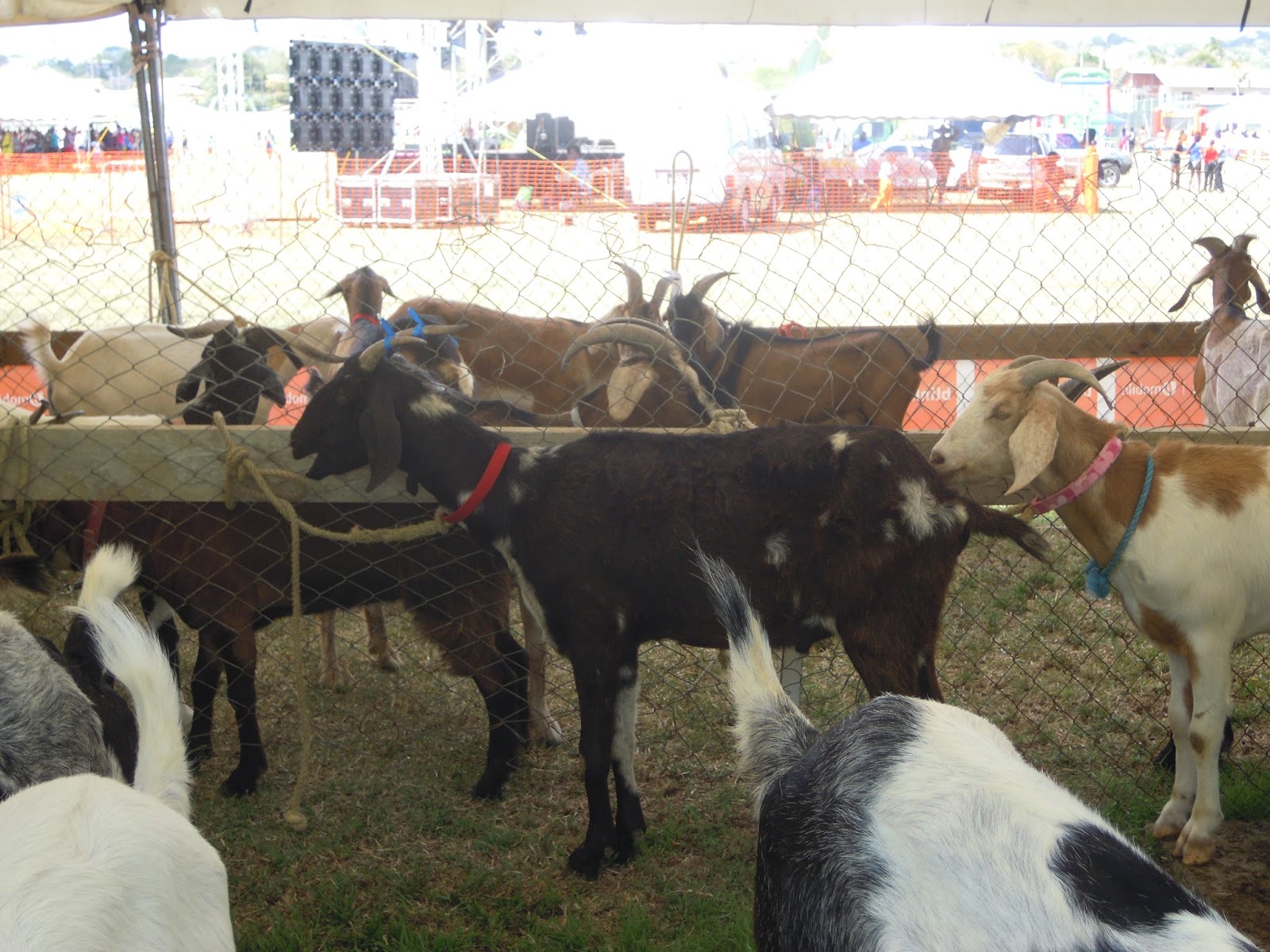 Wildcat Sailorgirl: Annual Easter Goat Races of Tobago - Day One