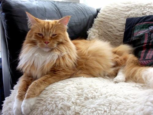 American Longhair | The Life of Animals