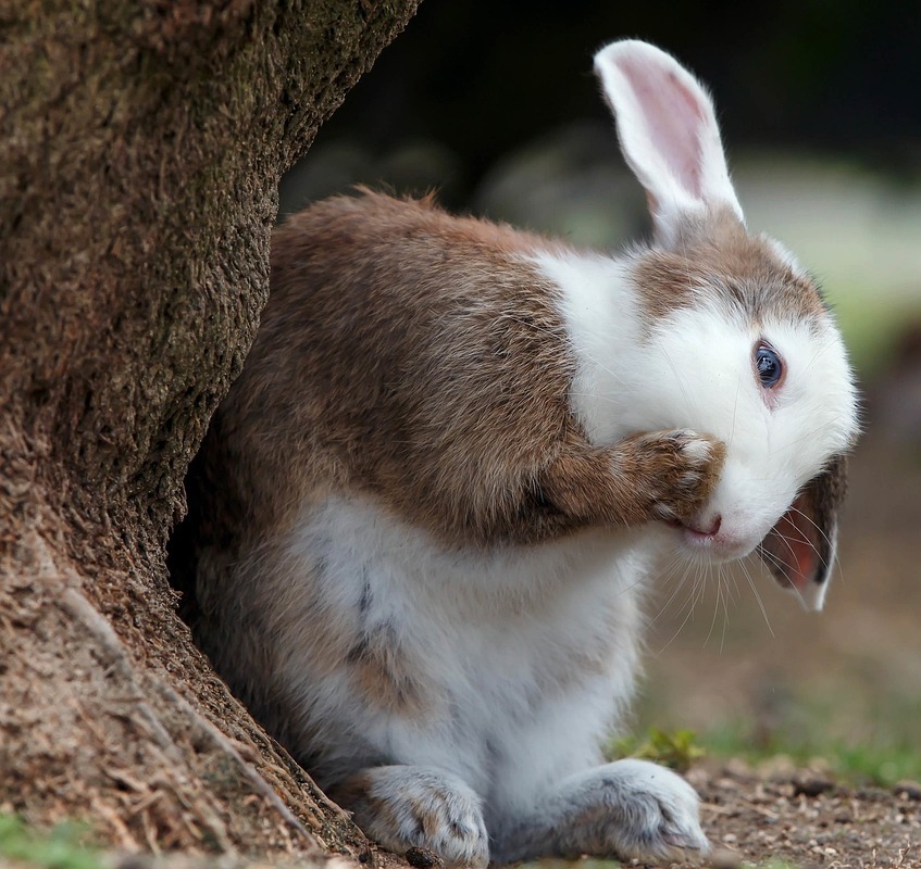 Contes d' Animals: EL CONILL