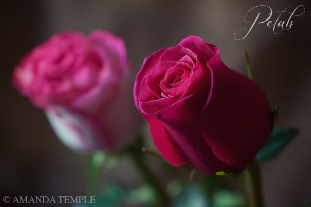 Petals - Bermuda Florist: The Age of Innocence