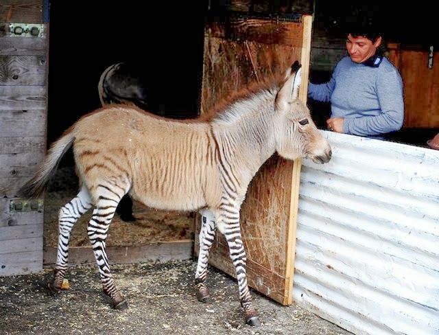 Nasce na Itália filhote de zebra com burro.