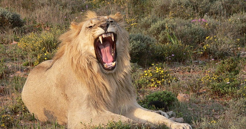 Why Do Lions Roar?