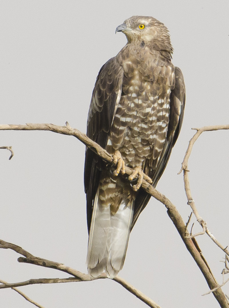 Birding for a Lark: Honey buzzard at al Hayer