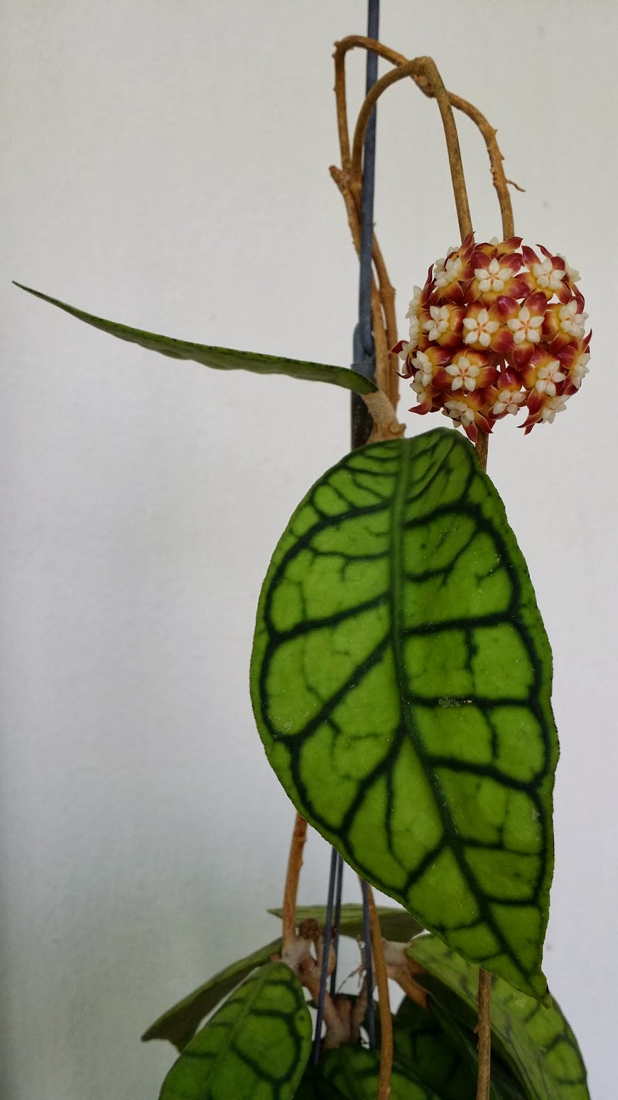 Hoya Flowers: 2014 03 09 - Hoya callistophylla (sp Kalimantan)