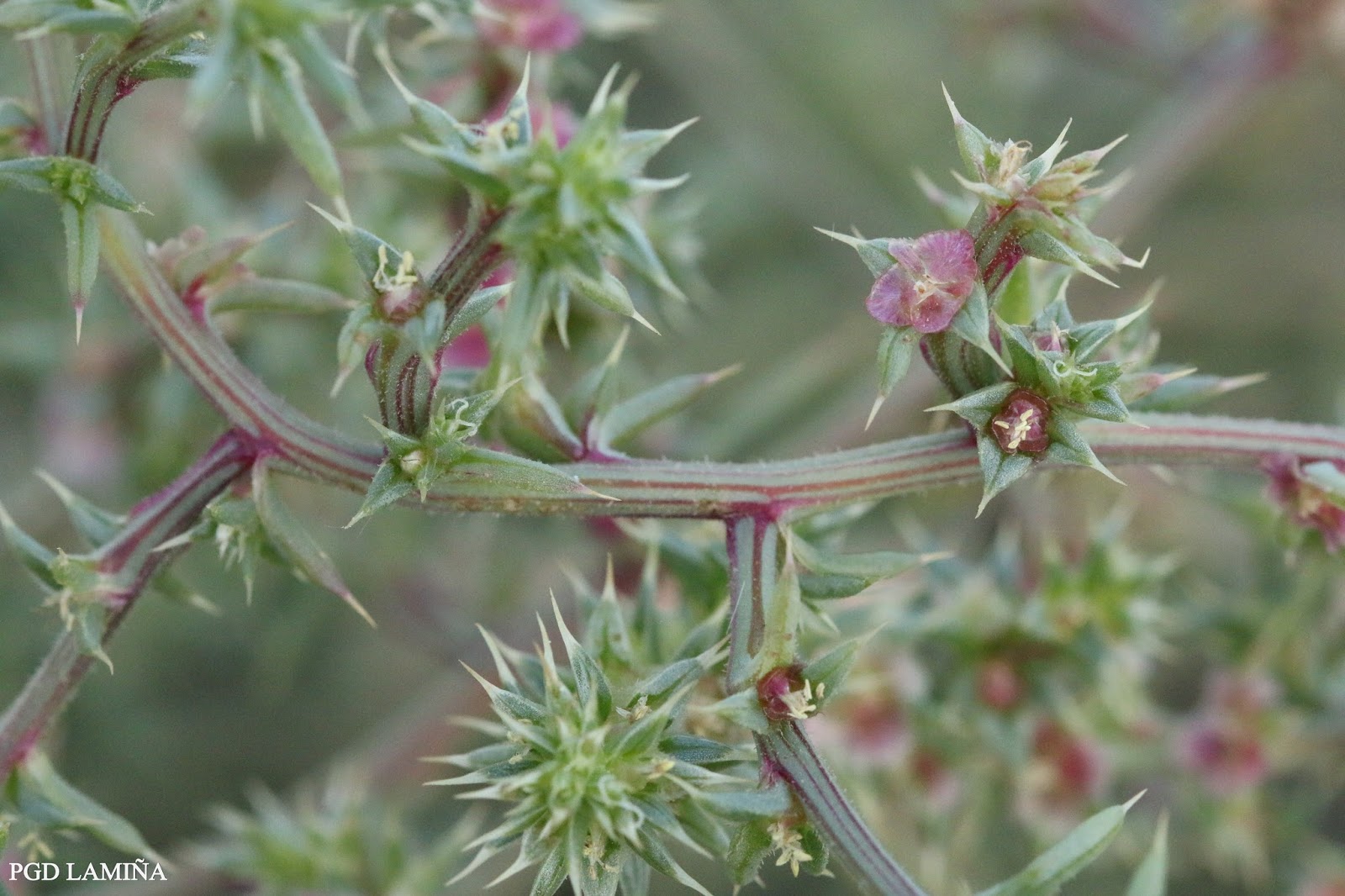 SALSOLA KALI. barrilla pinchosa