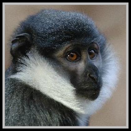 Beszamel i spółka bez ograniczeń: Koczkodan górski ( Cercopithecus ...