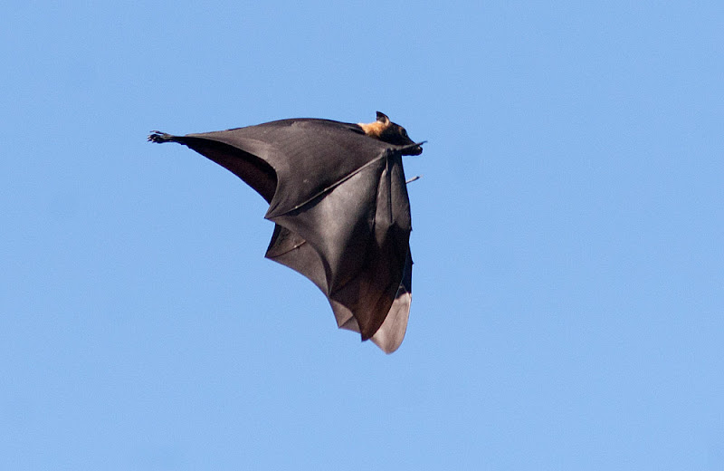 Weedon's World of Nature: Spectacled Flying Foxes