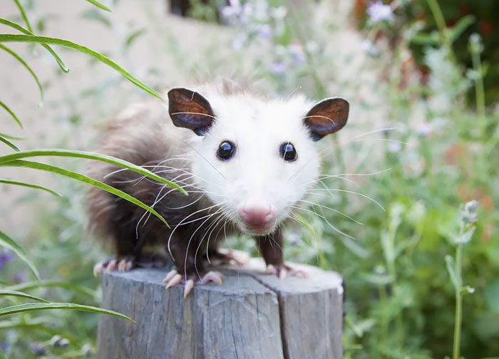 White Wolf : These 15 Photos Will Make You Fall In Love With Opossums