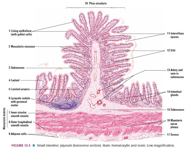 Histologi Sistem Pencernaan-Usus Halus dan Usus Besar | BlogK Putih