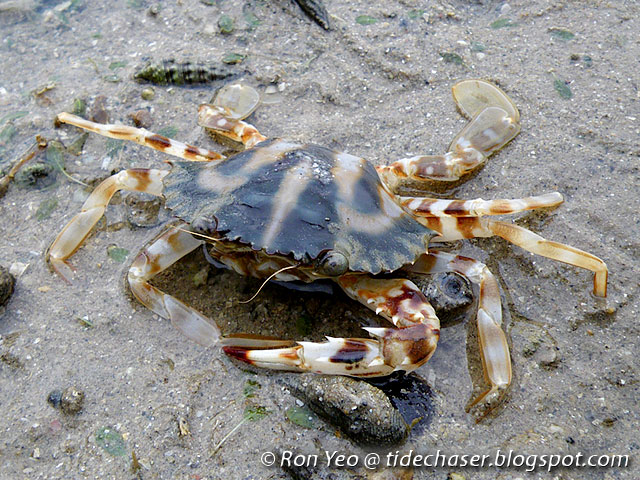 tHE tiDE cHAsER: Swimming Crabs (Phylum Arthropoda: Family Portunidae ...