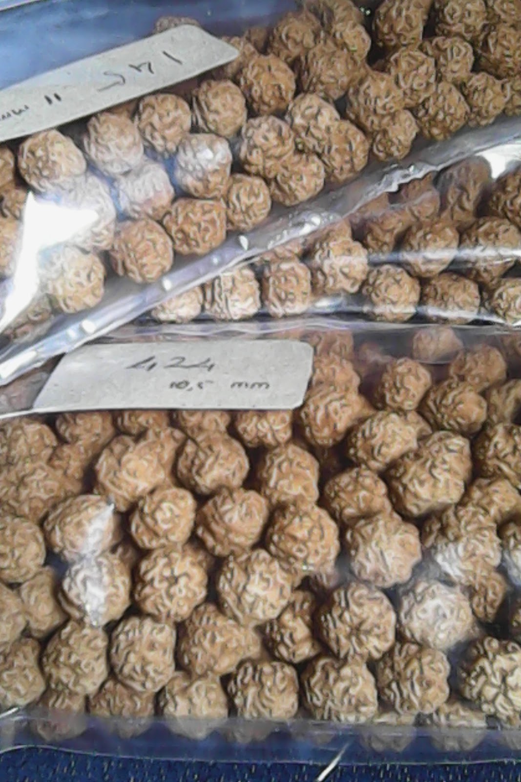 Rudraksha atau Jenitri dari Jawa